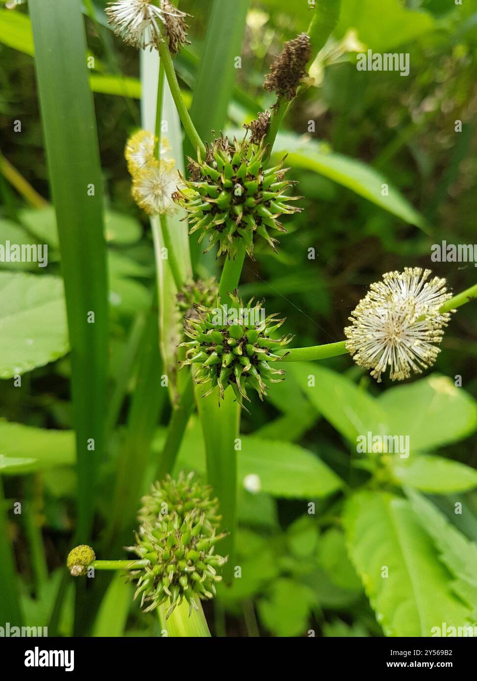 Branched Bur-reed (Sparganium erectum) Plantae Stock Photo - Alamy