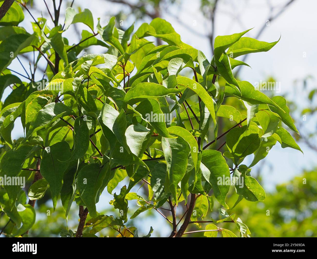 (Crateva adansonii formosensis) Plantae Stock Photo - Alamy