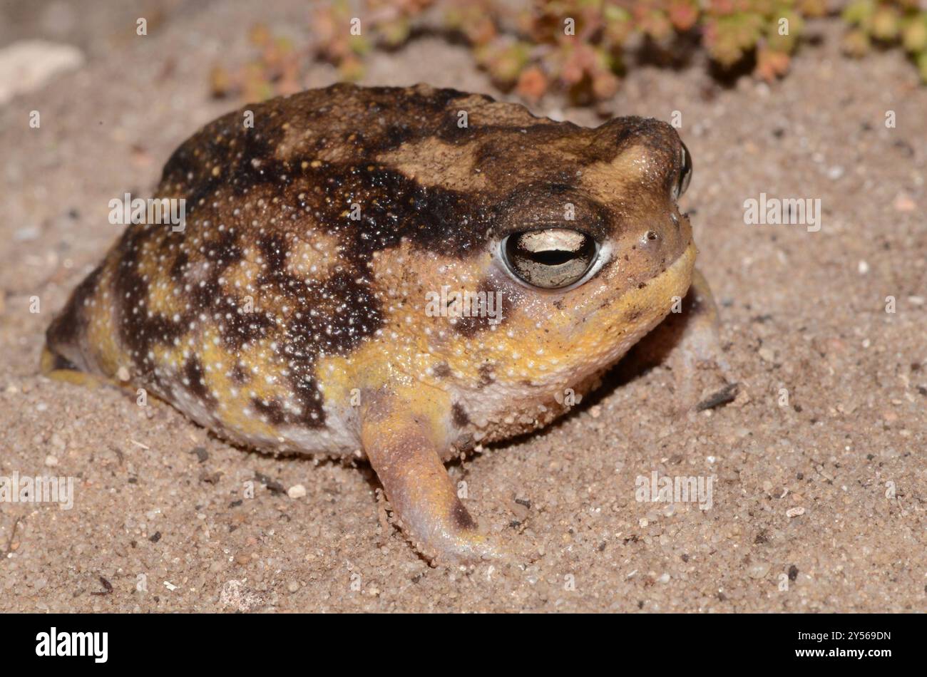 Namaqua Rain Frog (Breviceps namaquensis) Amphibia Stock Photo - Alamy