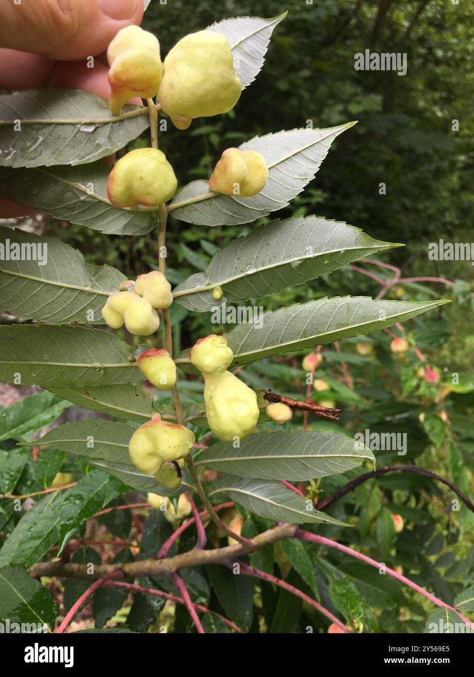 Sumac Gall Aphid (Melaphis rhois) Insecta Stock Photo - Alamy