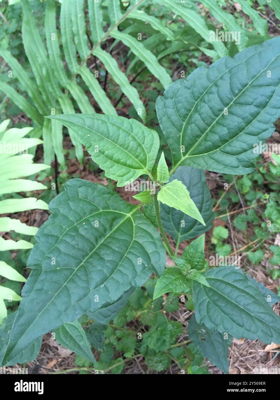 Siam weed (Chromolaena odorata) Plantae Stock Photo - Alamy