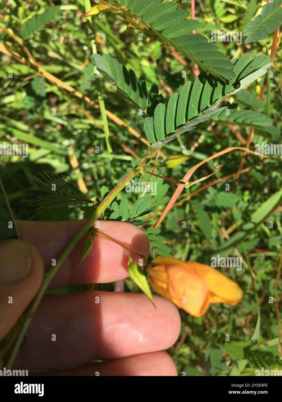 partridge pea (Chamaecrista fasciculata) Plantae Stock Photo - Alamy
