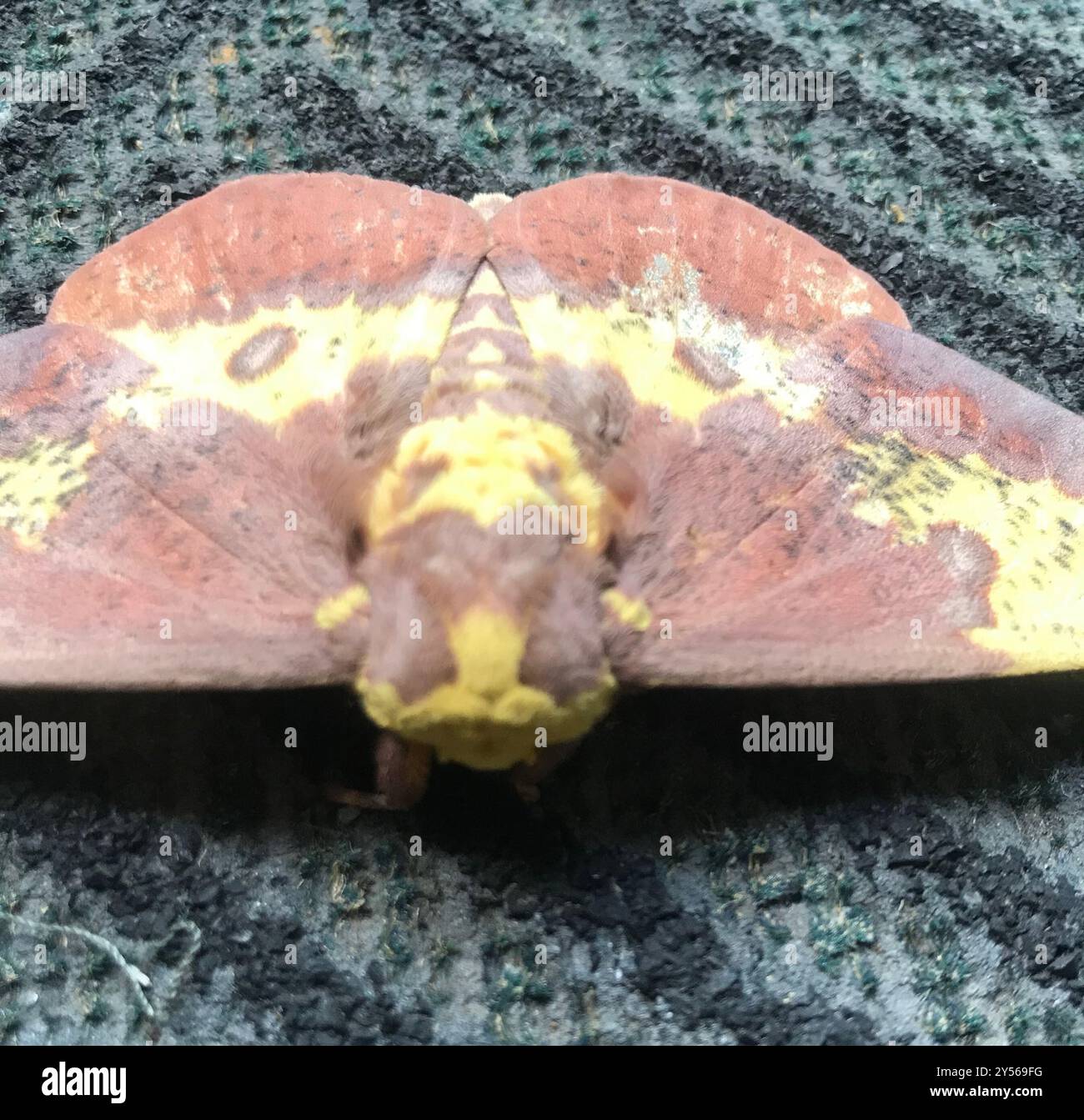 Imperial Moth (Eacles imperialis) Insecta Stock Photo - Alamy