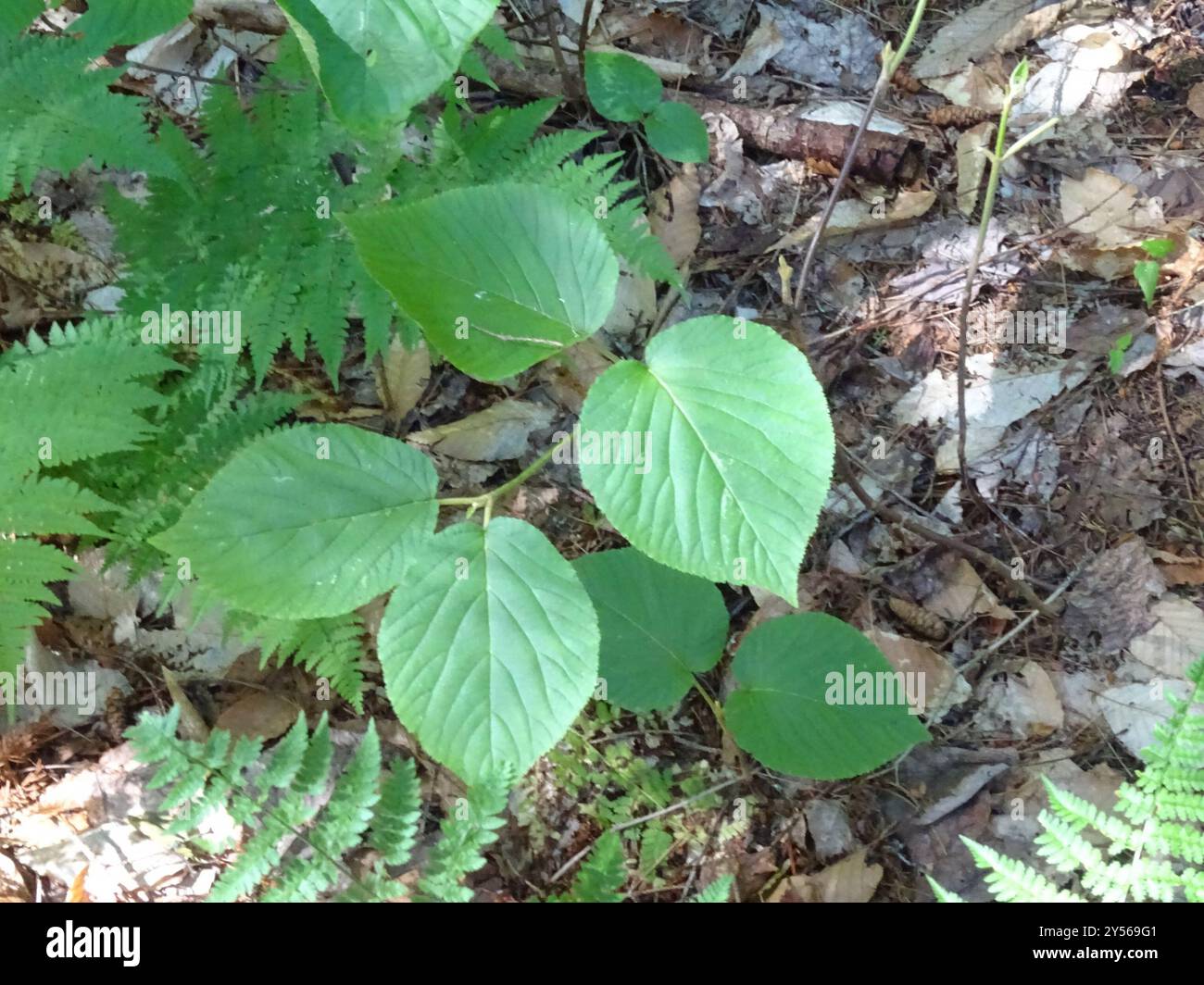 hobblebush (Viburnum lantanoides) Plantae Stock Photo - Alamy