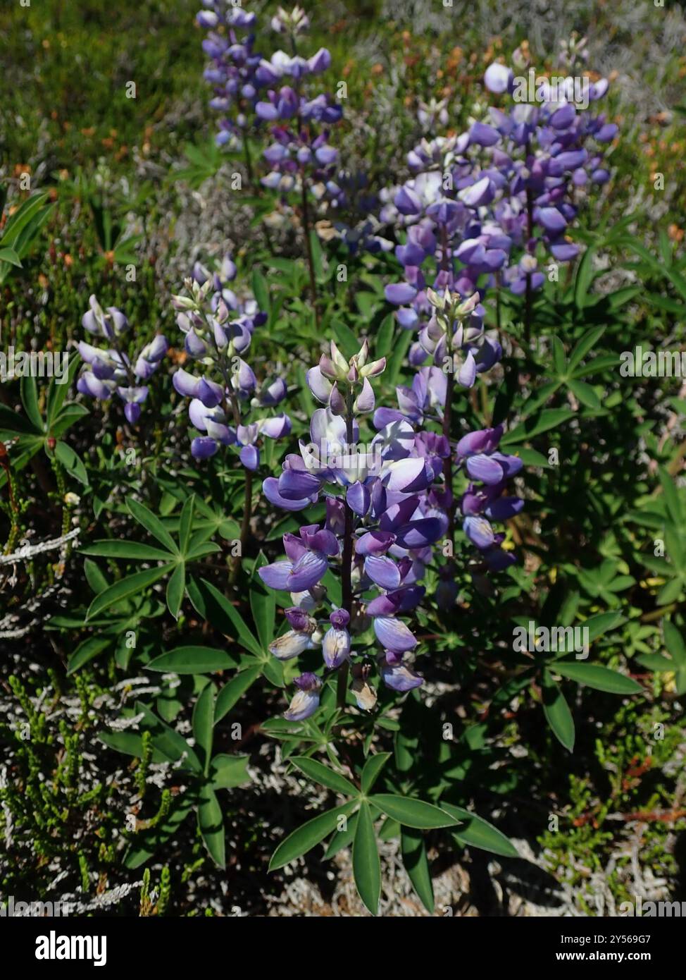 Broadleaf Lupine (Lupinus latifolius) Plantae Stock Photo - Alamy