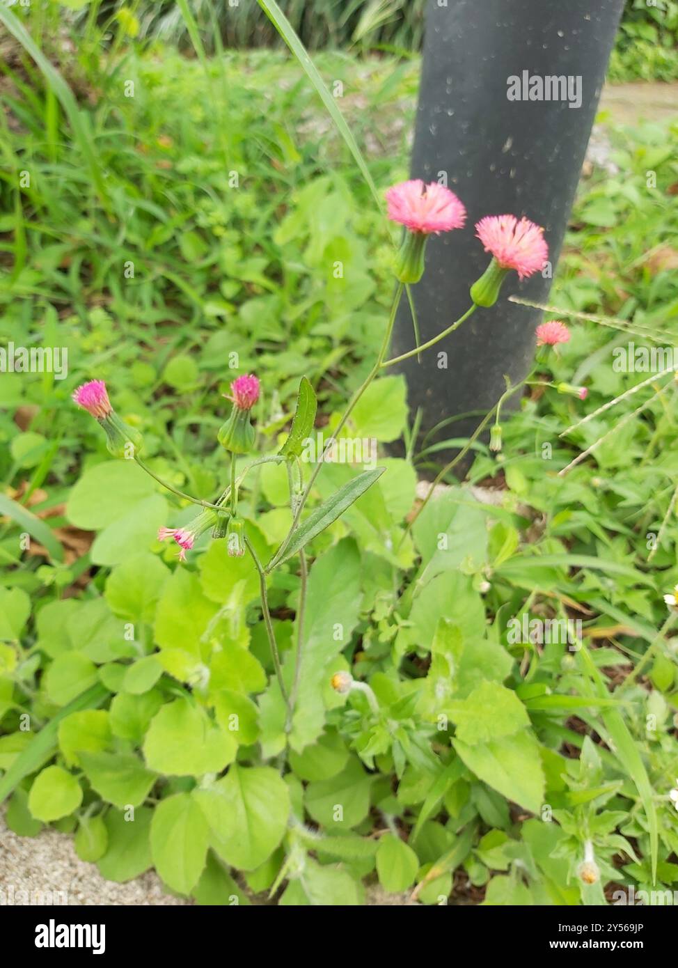 Red Tasselflower (Emilia fosbergii) Plantae Stock Photo - Alamy