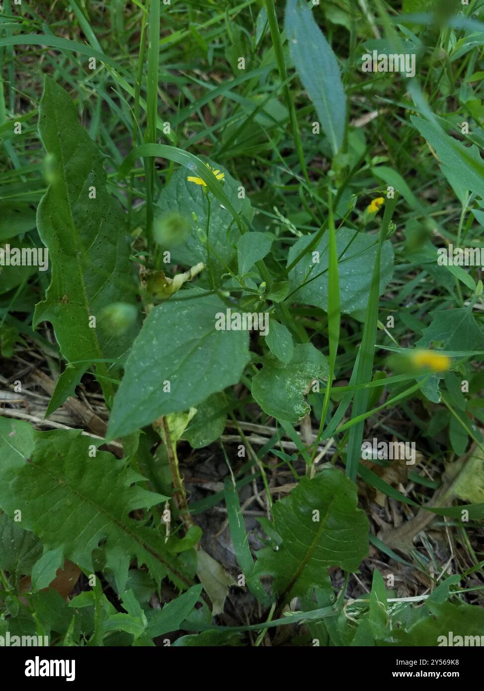 nipplewort (Lapsana communis) Plantae Stock Photo - Alamy