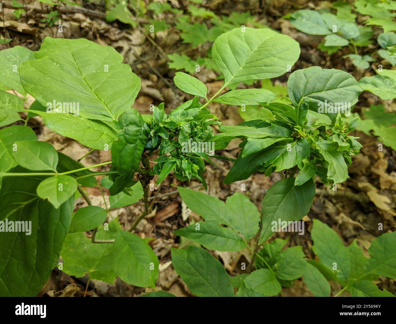 Ash Flower Gall Mite (Aceria fraxiniflora) Arachnida Stock Photo - Alamy