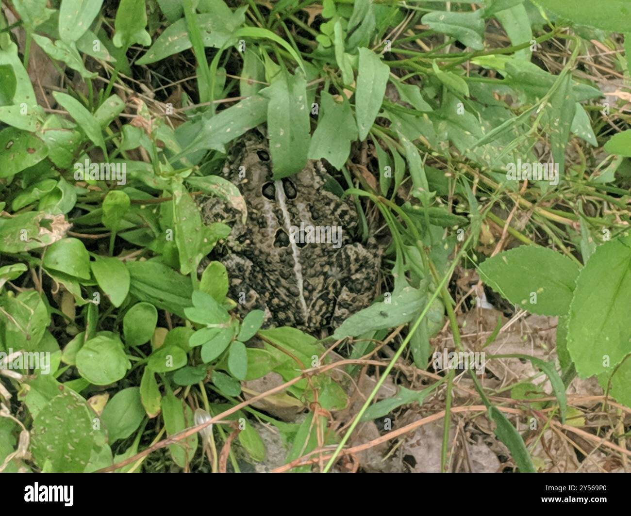Eastern American Toad (Anaxyrus americanus americanus) Amphibia Stock ...