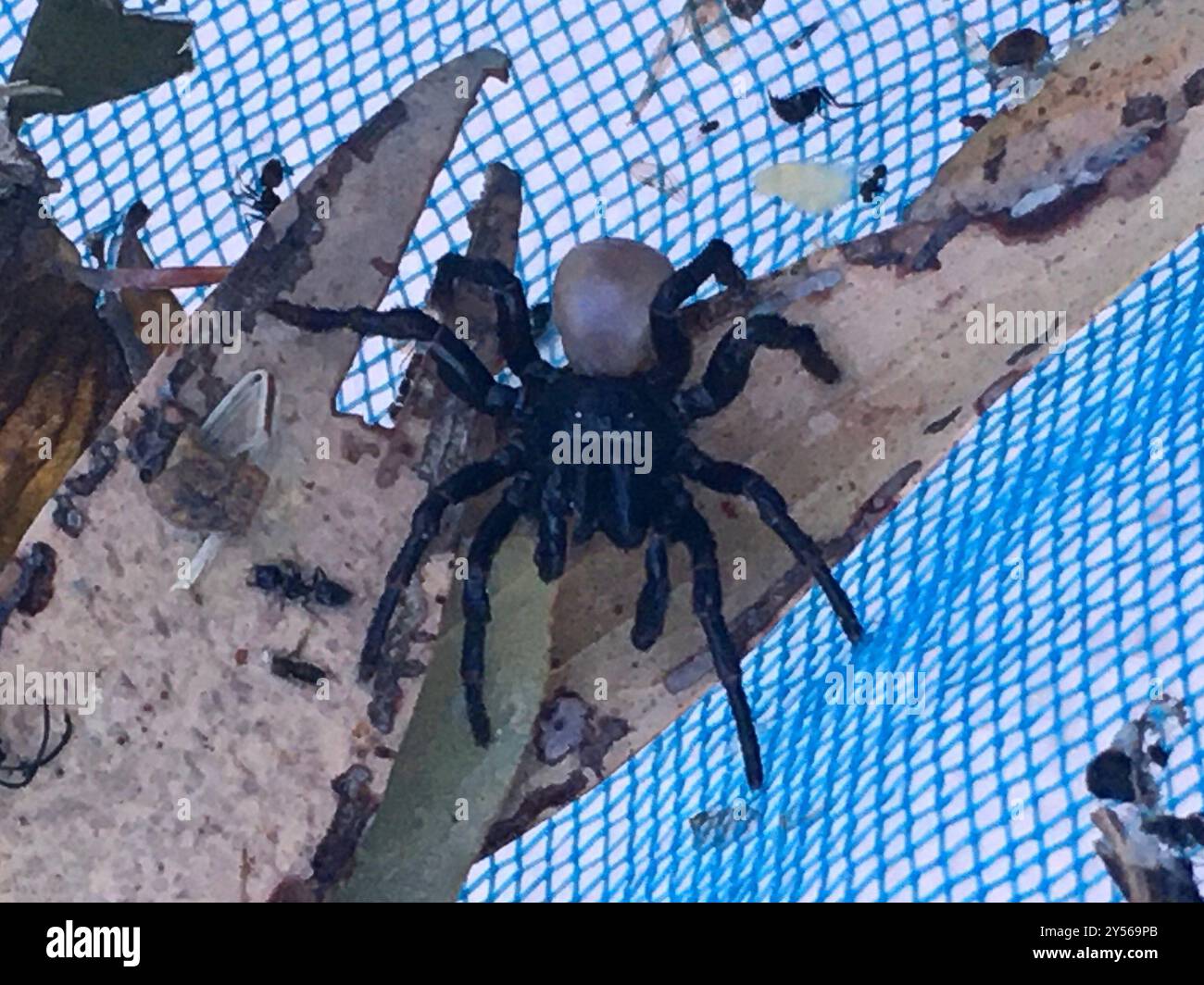 Eastern Mouse Spider (Missulena bradleyi) Arachnida Stock Photo - Alamy
