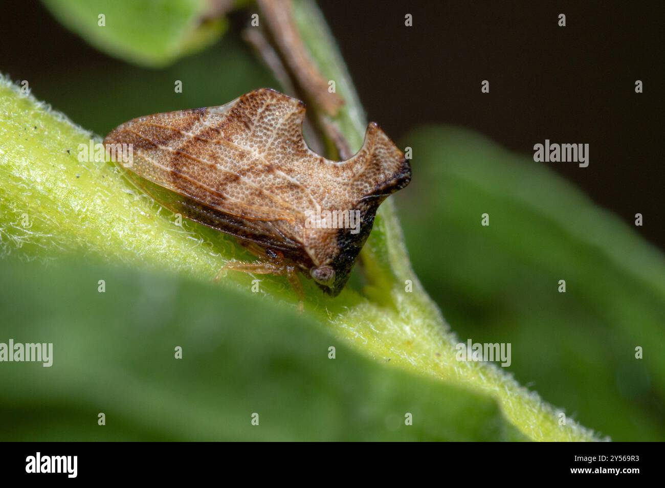 Keeled Treehopper (Entylia carinata) Insecta Stock Photo - Alamy