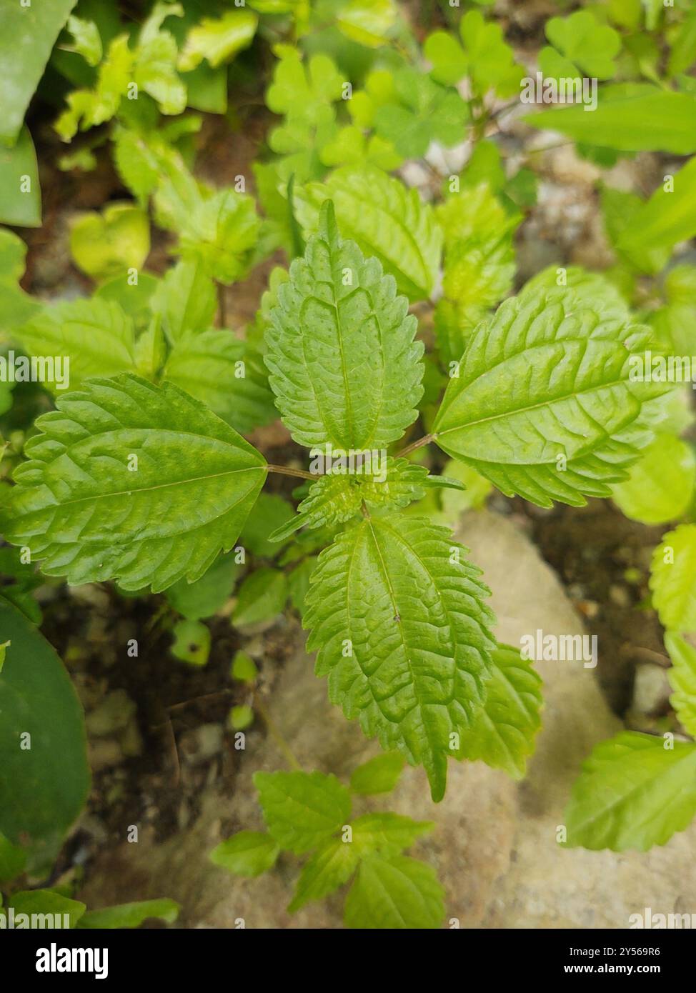 Canada clearweed (Pilea pumila) Plantae Stock Photo - Alamy