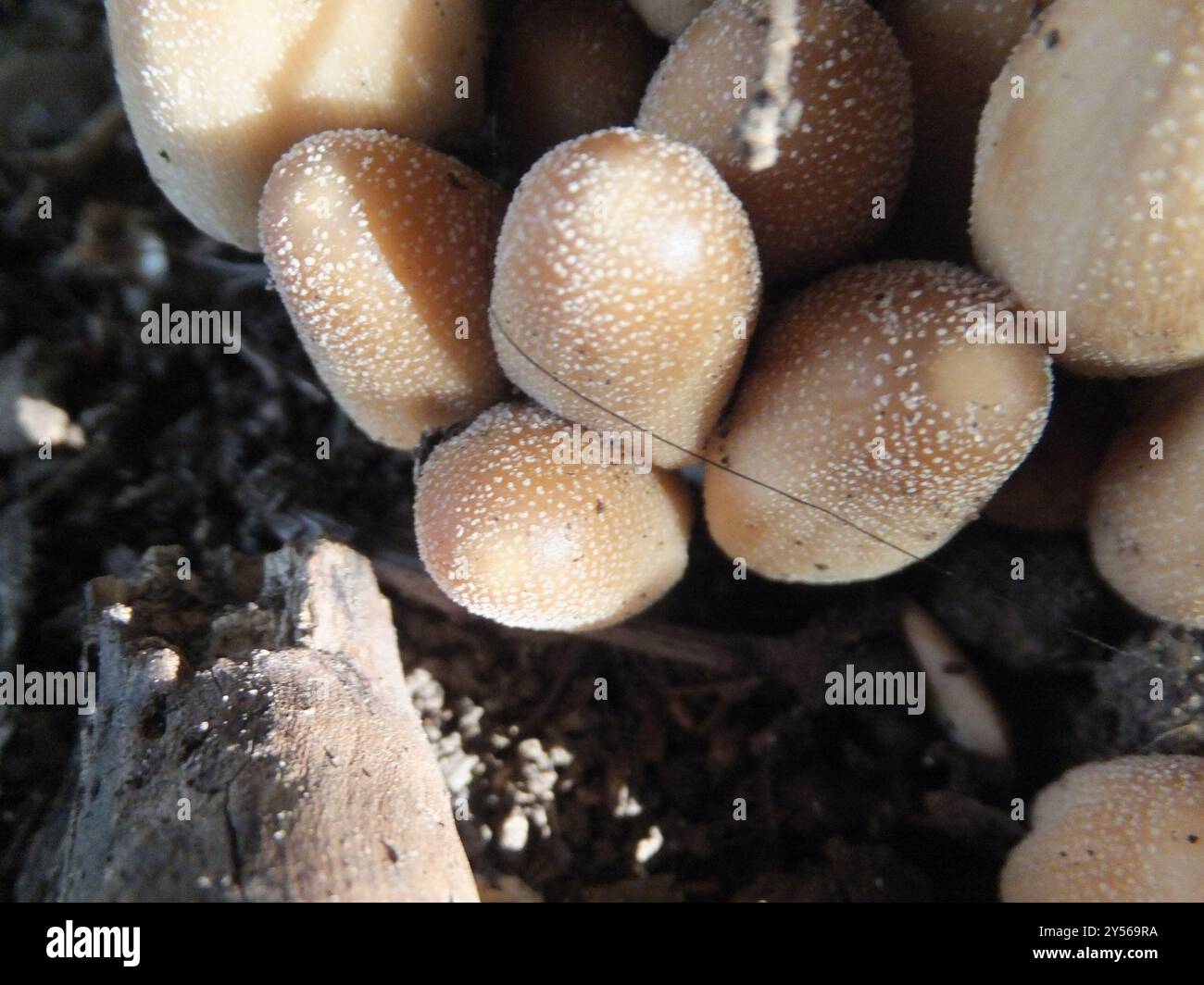 mica cap (Coprinellus micaceus) Fungi Stock Photo - Alamy