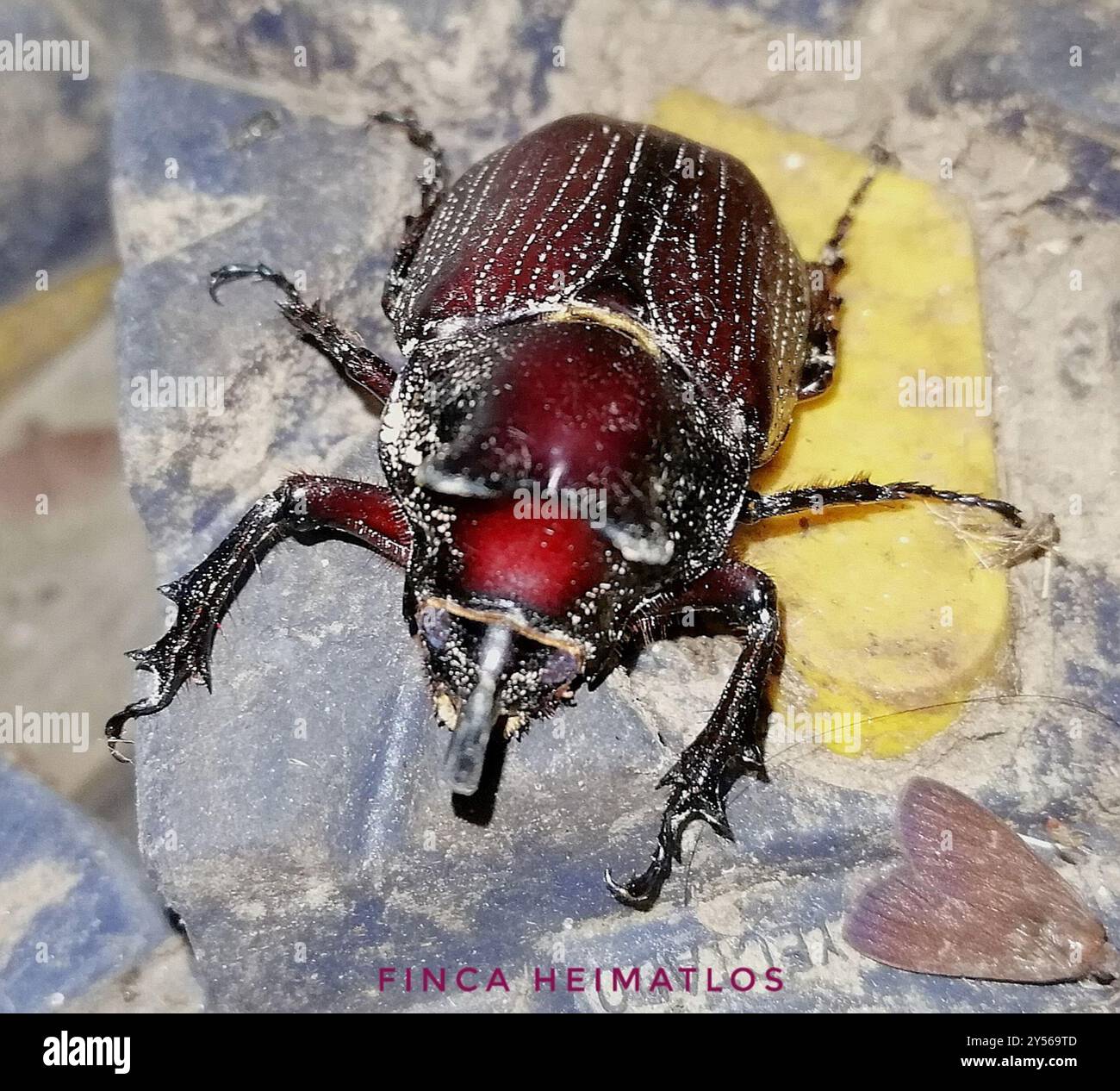 Rhinoceros Beetles (Dynastinae) Insecta Stock Photo - Alamy