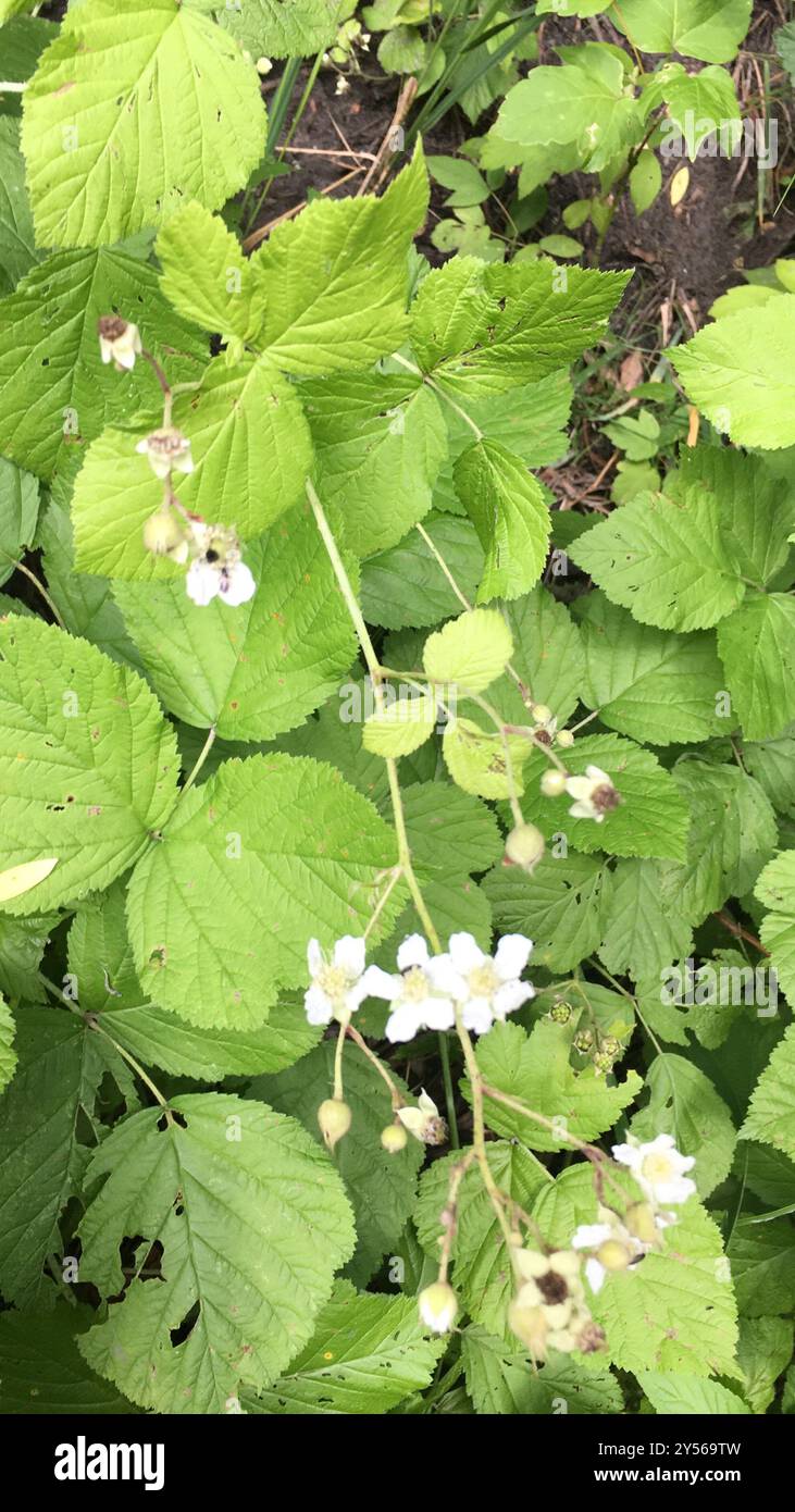 European dewberry (Rubus caesius) Plantae Stock Photo - Alamy