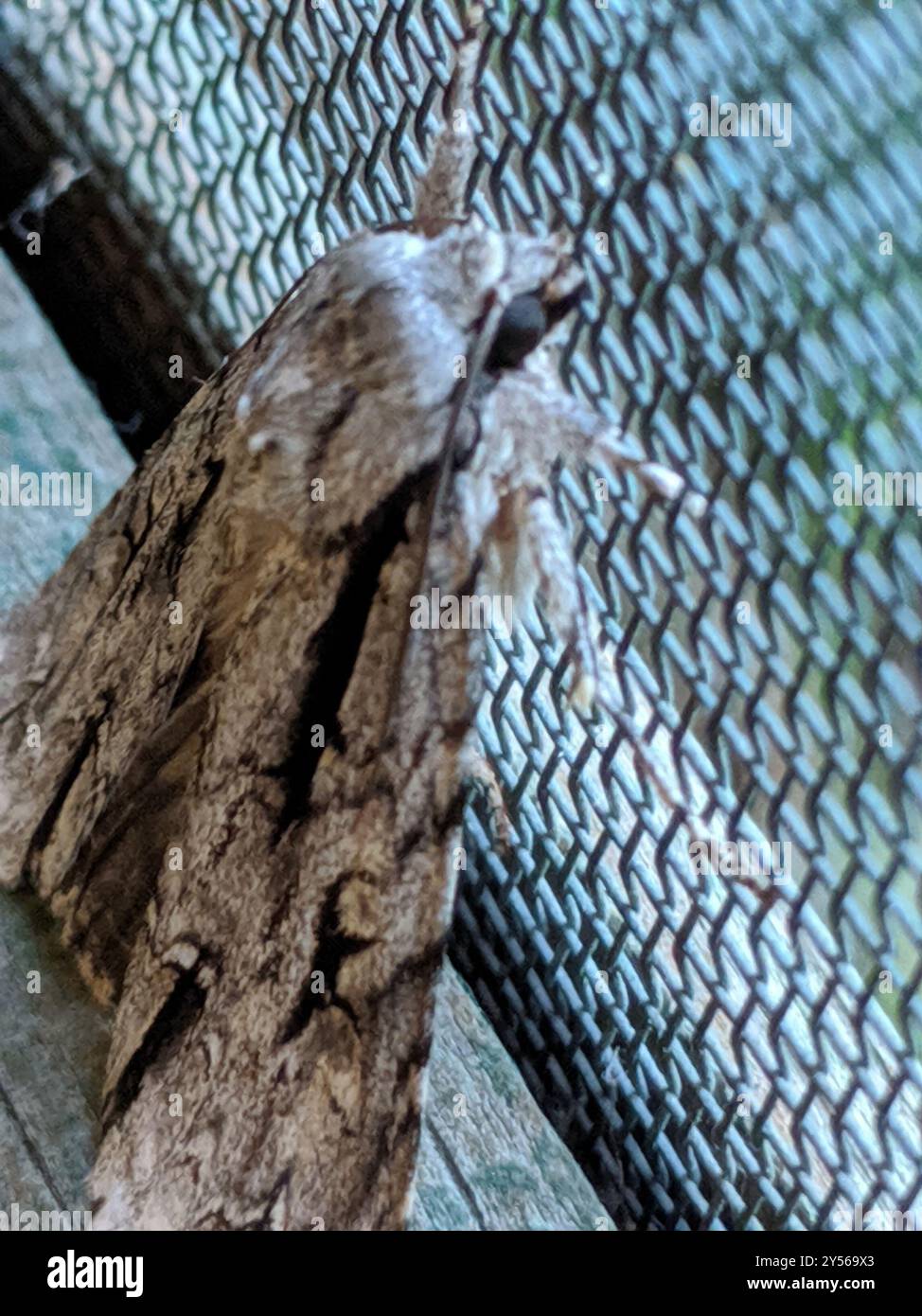Dagger Moths (Acronicta) Insecta Stock Photo - Alamy