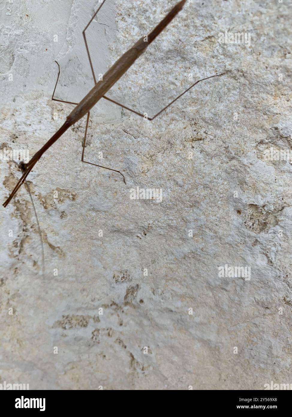 American Grass Mantis (Thesprotia graminis) Insecta Stock Photo - Alamy