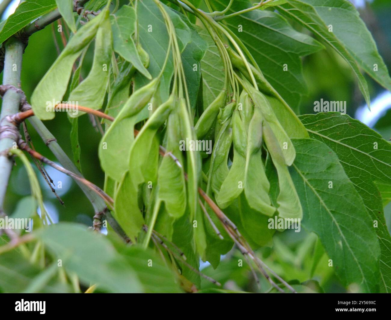 box elder (Acer negundo) Plantae Stock Photo - Alamy