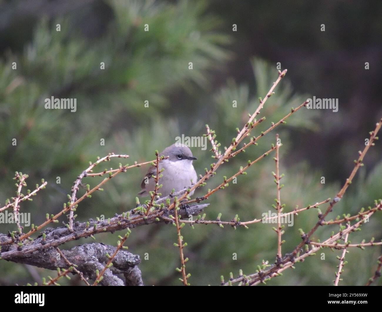 Lesser Whitethroat (Curruca curruca) Aves Stock Photo - Alamy