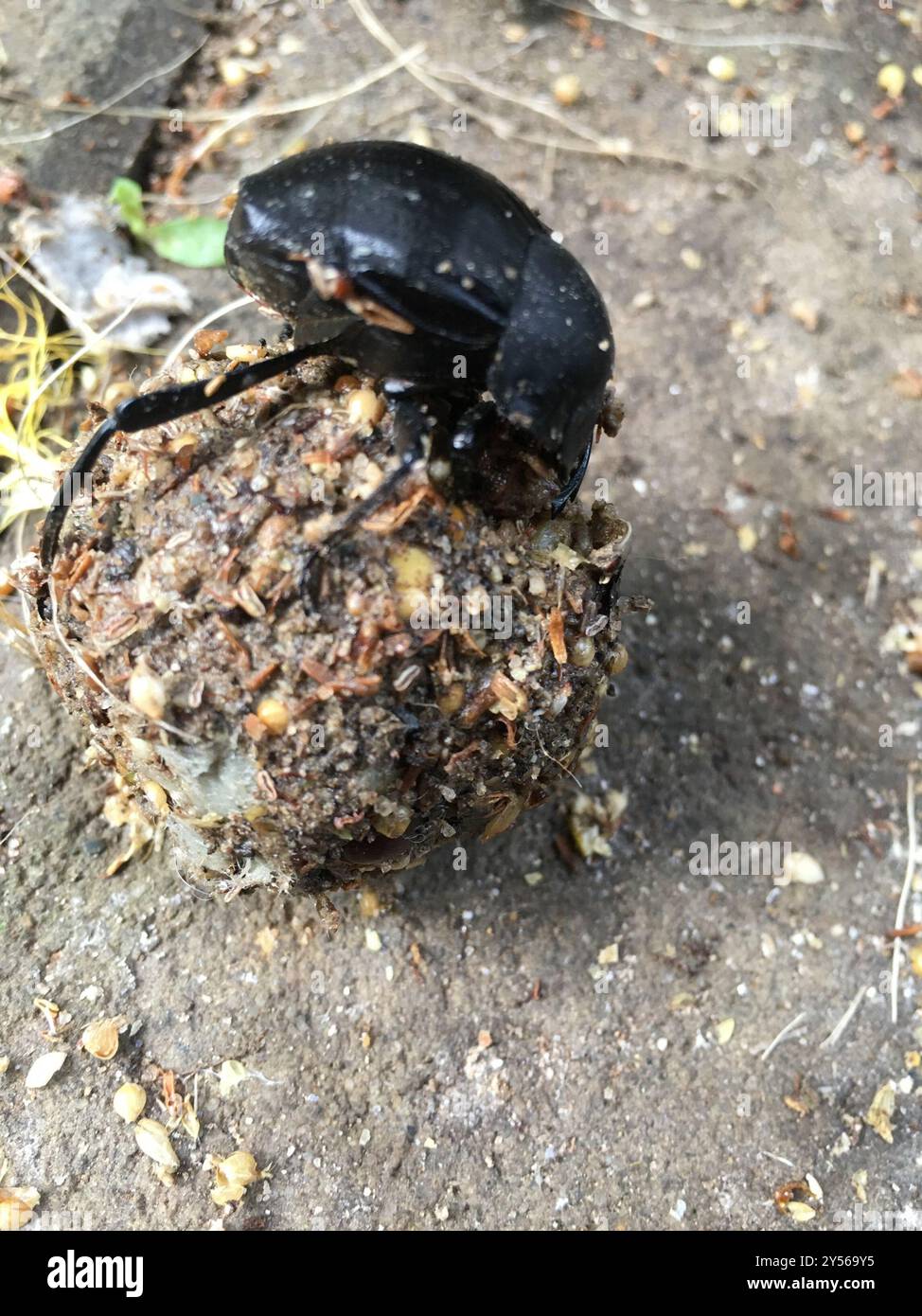 Humpback Dung Beetle (Deltochilum gibbosum) Insecta Stock Photo - Alamy