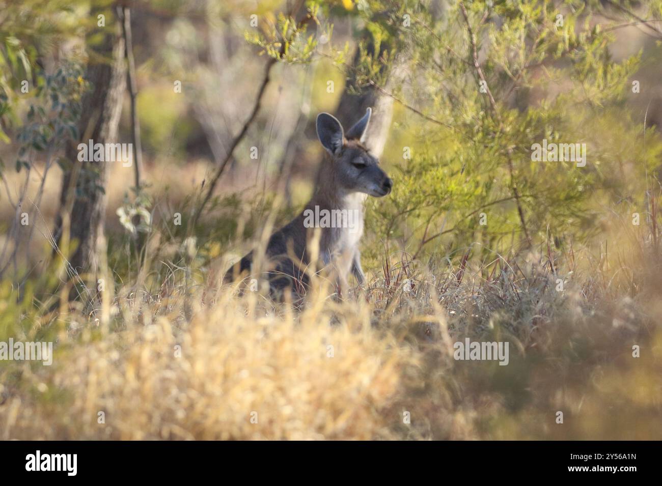Common Wallaroo (Osphranter robustus) Mammalia Stock Photo - Alamy