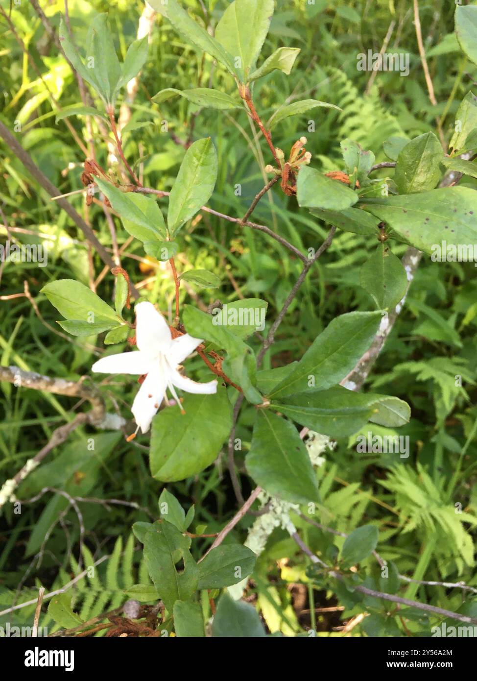 swamp azalea (Rhododendron viscosum) Plantae Stock Photo - Alamy