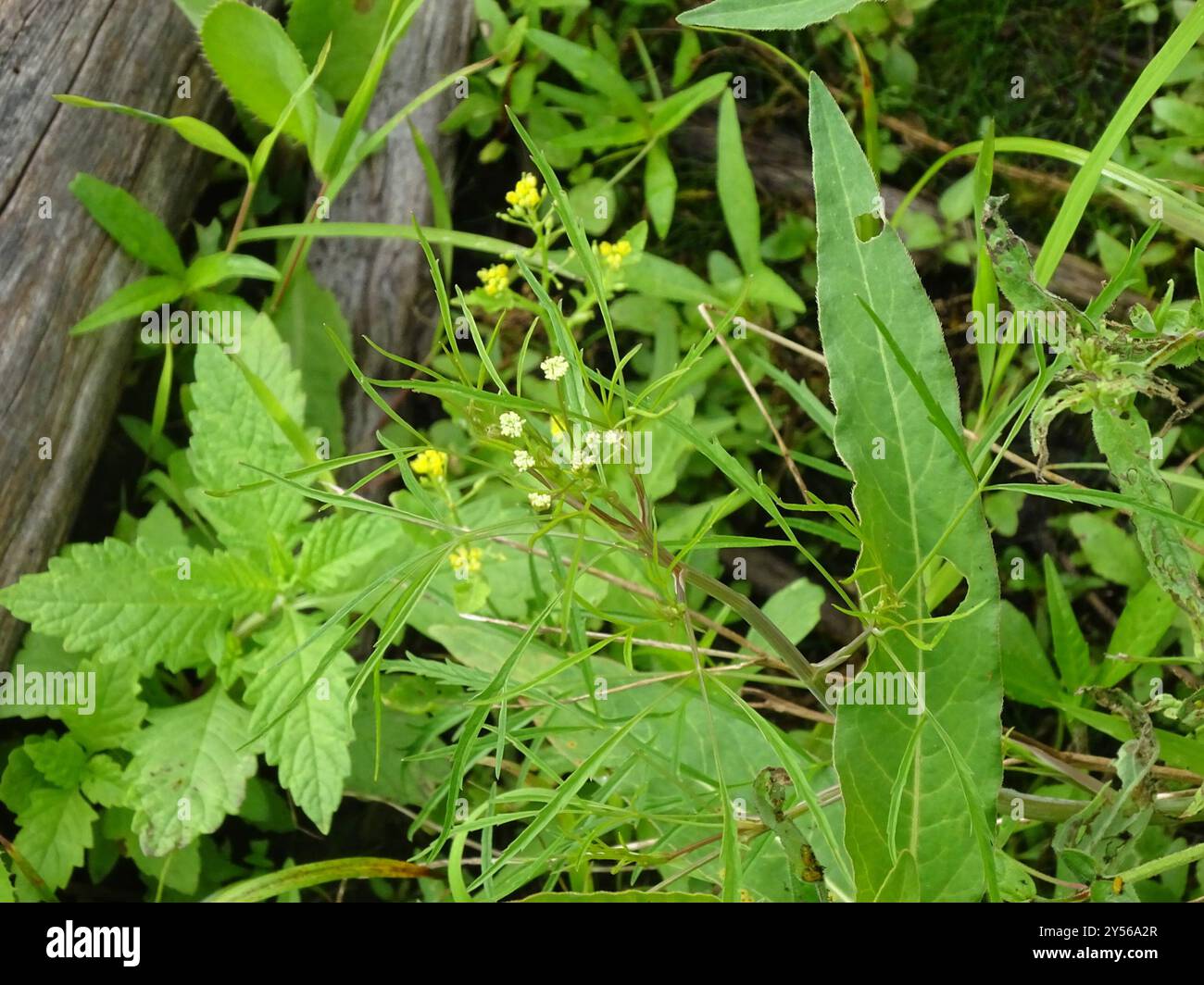 bulblet-bearing water hemlock (Cicuta bulbifera) Plantae Stock Photo ...
