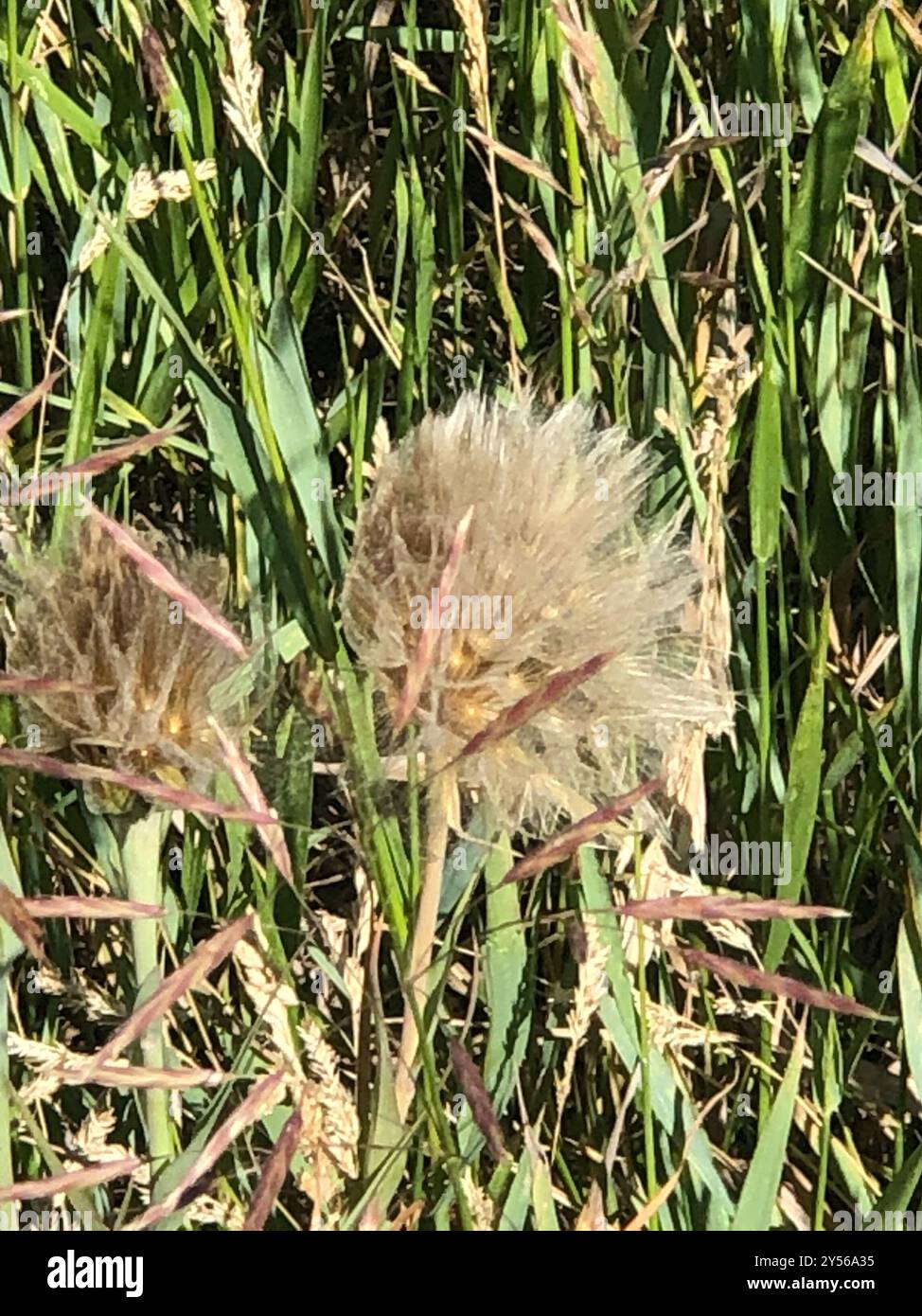 Salsifies (Tragopogon) Plantae Stock Photo - Alamy