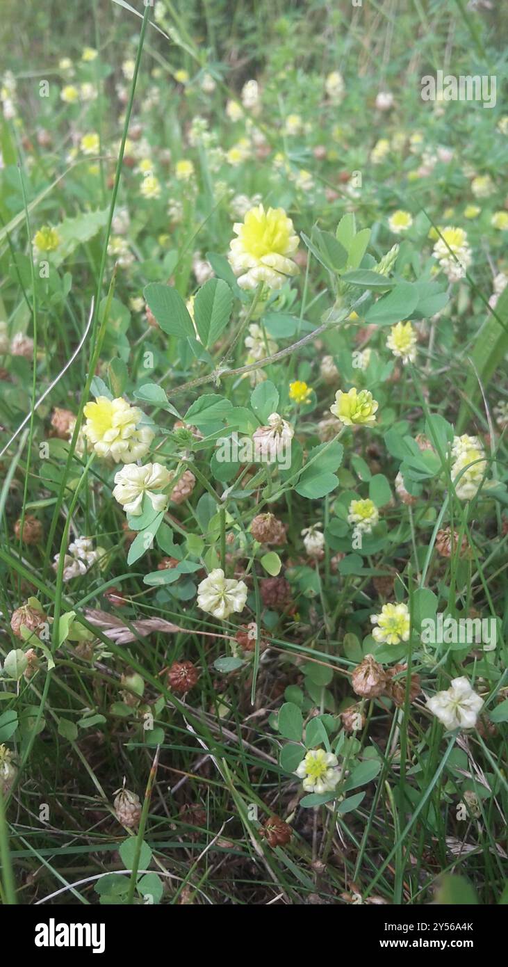 hop trefoil (Trifolium campestre) Plantae Stock Photo - Alamy