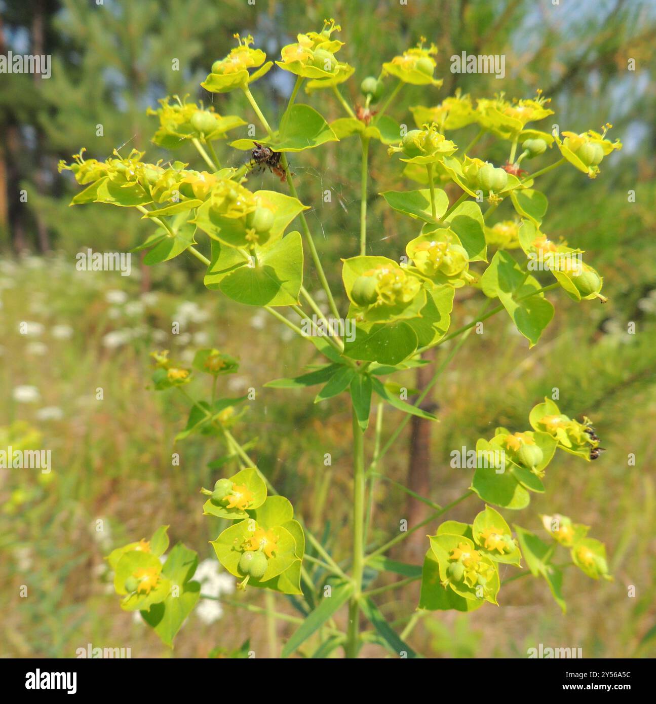 Slender Leafy Spurge (Euphorbia virgata) Plantae Stock Photo - Alamy