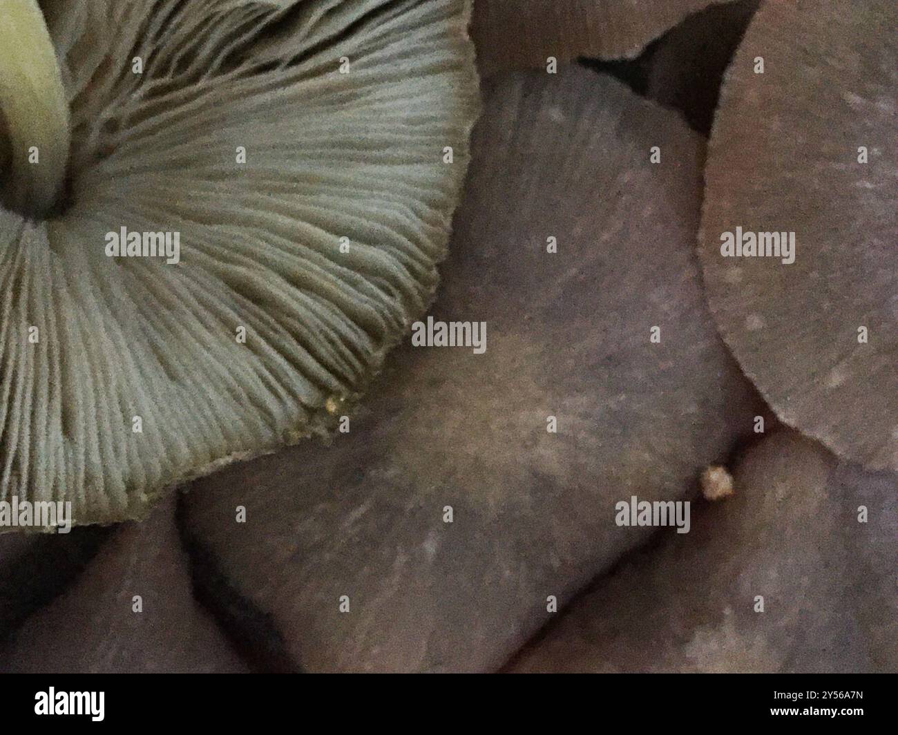 Pleated Pluteus (Pluteus longistriatus) Fungi Stock Photo - Alamy