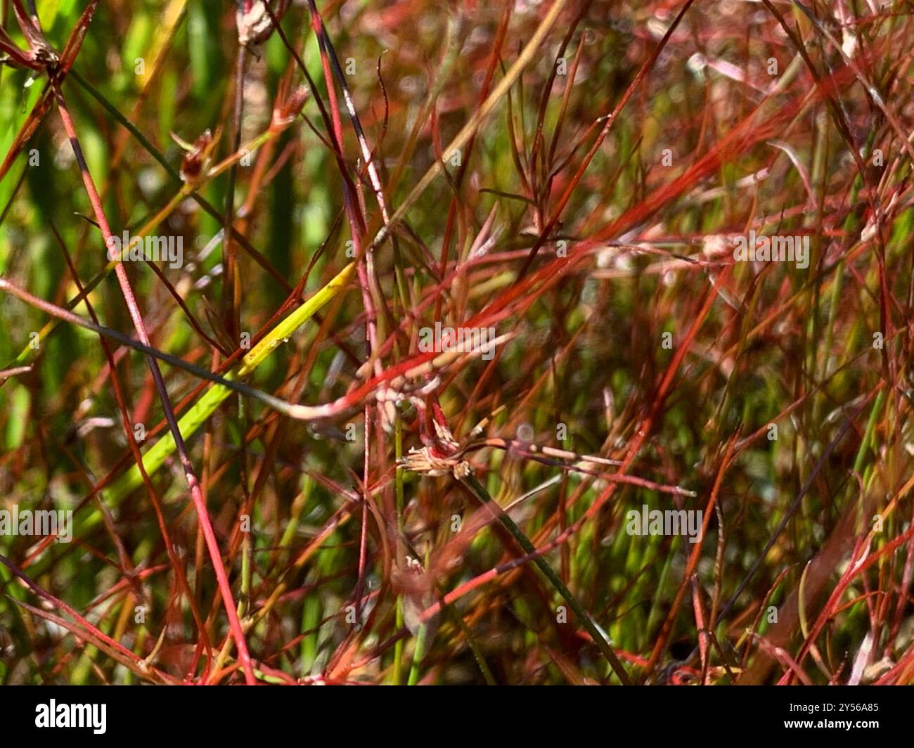 vascular plants (Tracheophyta) Plantae Stock Photo - Alamy