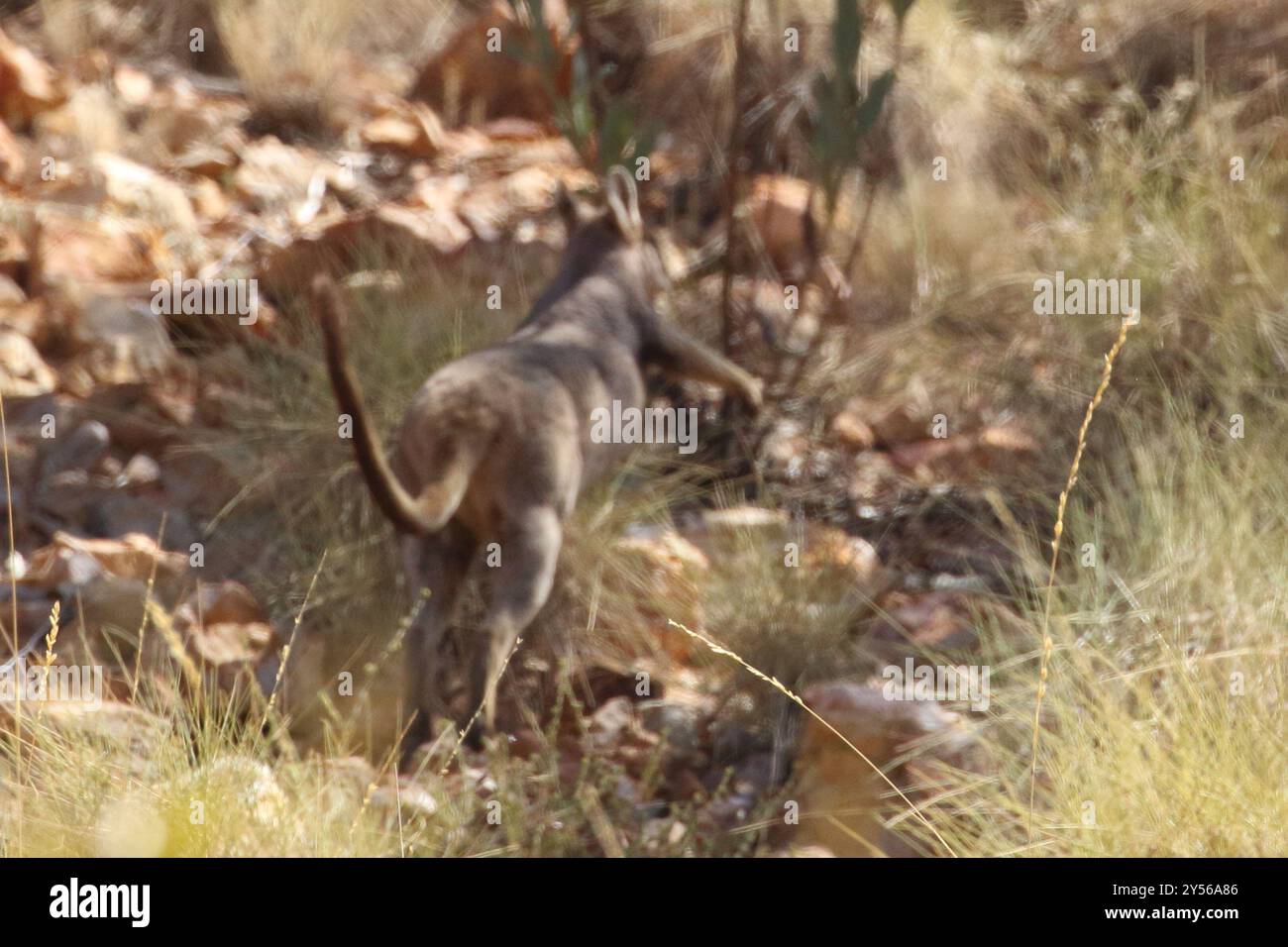Purple-necked Rock Wallaby (Petrogale purpureicollis) Mammalia Stock ...