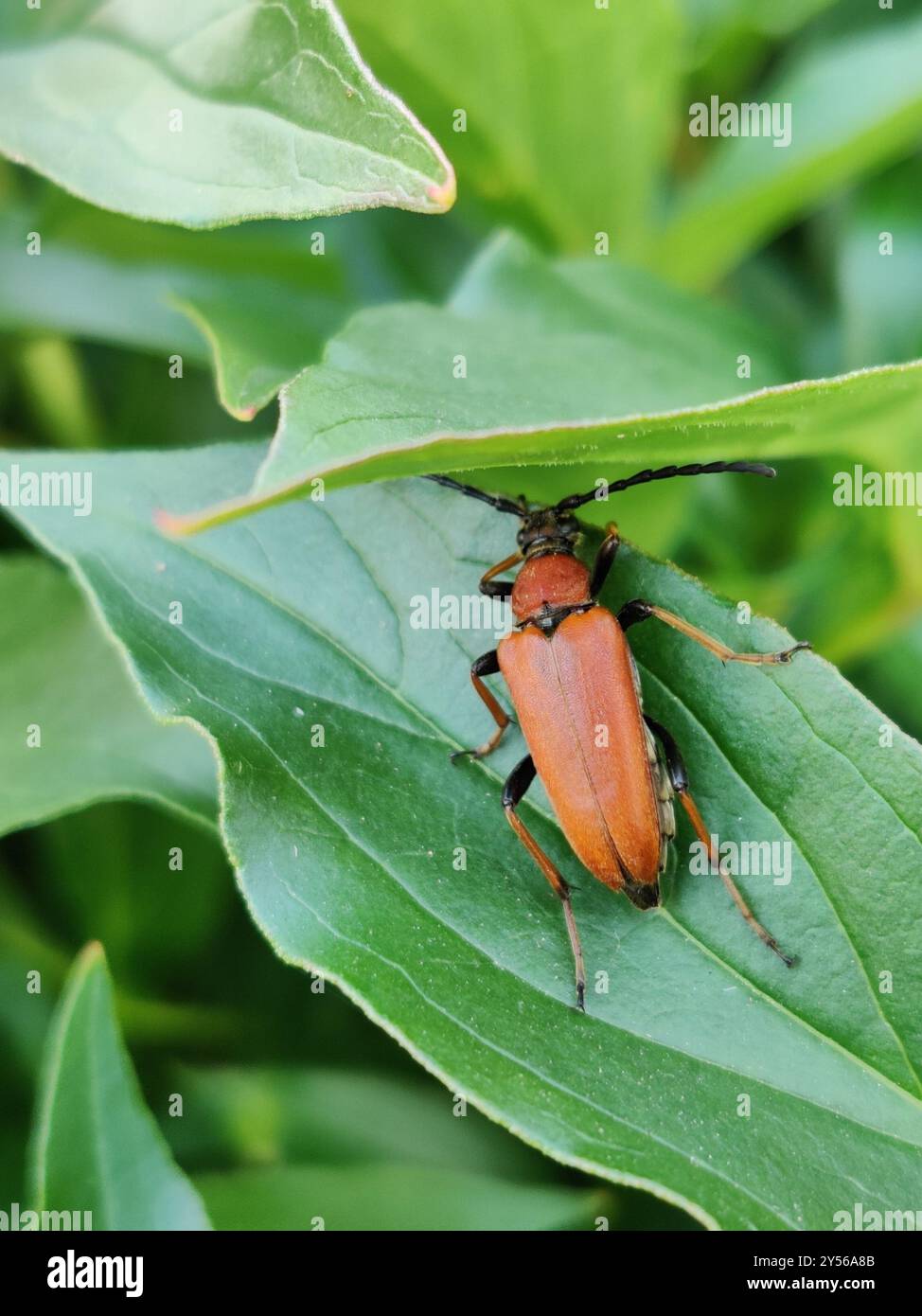 Red Pine Longhorn Beetle (Stictoleptura rubra) Insecta Stock Photo - Alamy