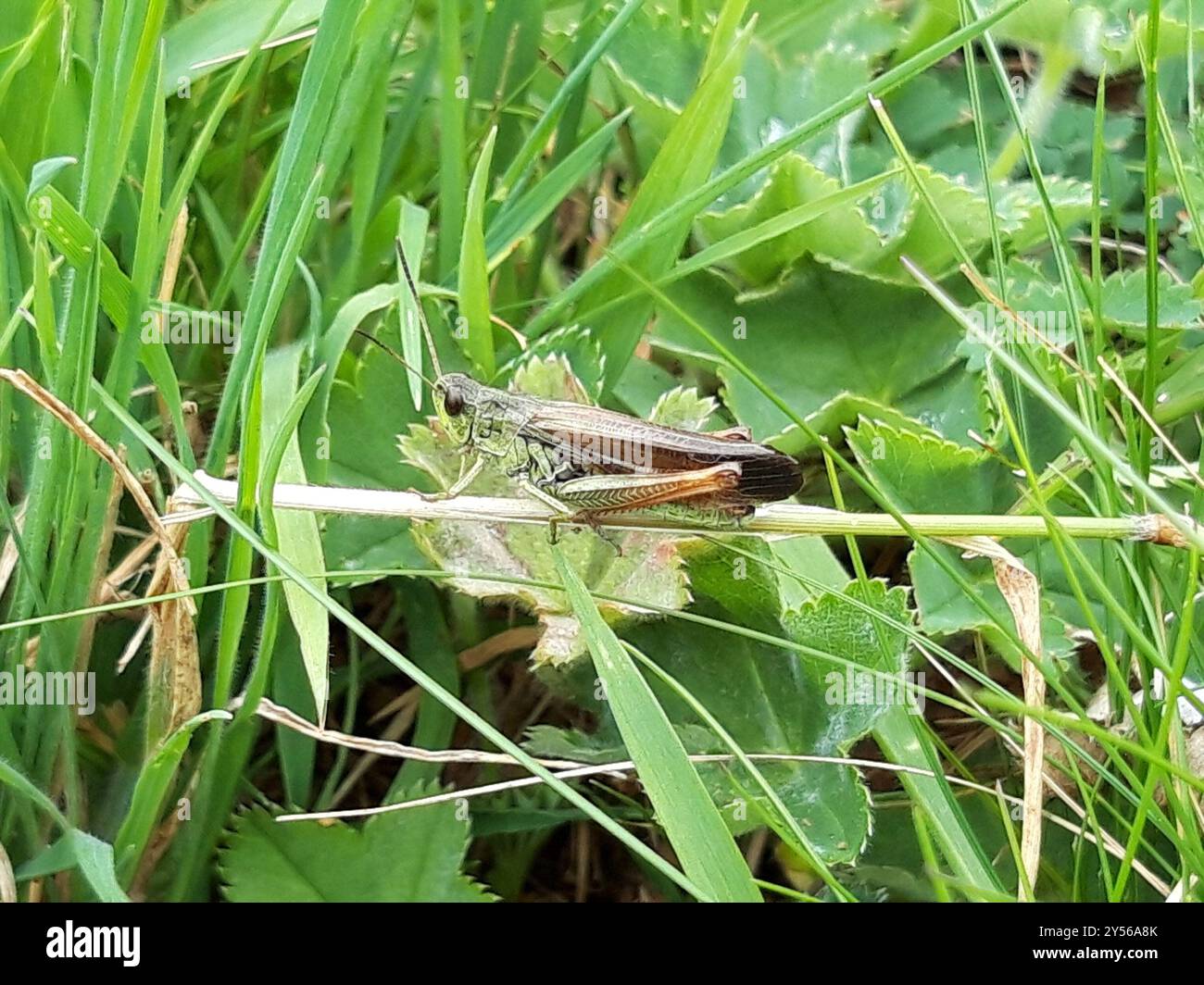 Ladder Grasshopper (Stauroderus scalaris) Insecta Stock Photo - Alamy