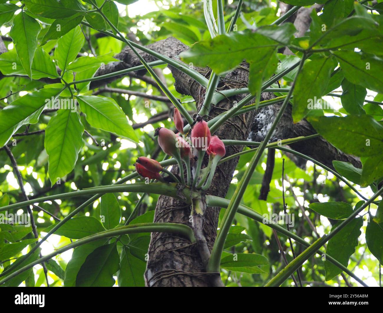 fivefingers (Syngonium angustatum) Plantae Stock Photo - Alamy
