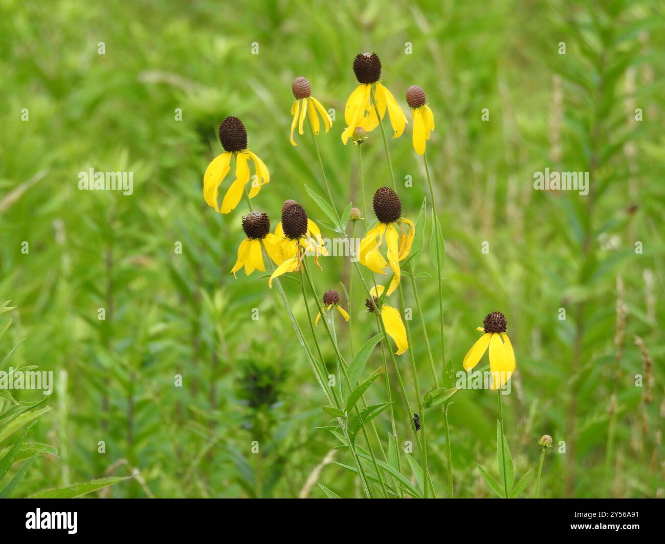 grey-headed coneflower (Ratibida pinnata) Plantae Stock Photo - Alamy