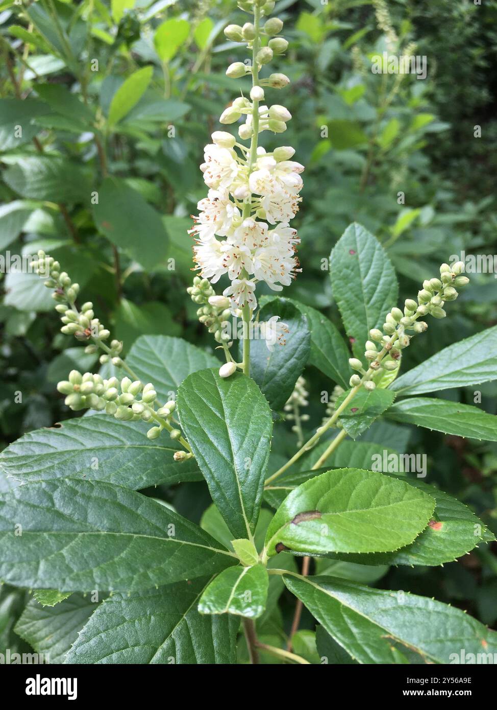 Sweet Pepperbush (Clethra alnifolia) Plantae Stock Photo - Alamy