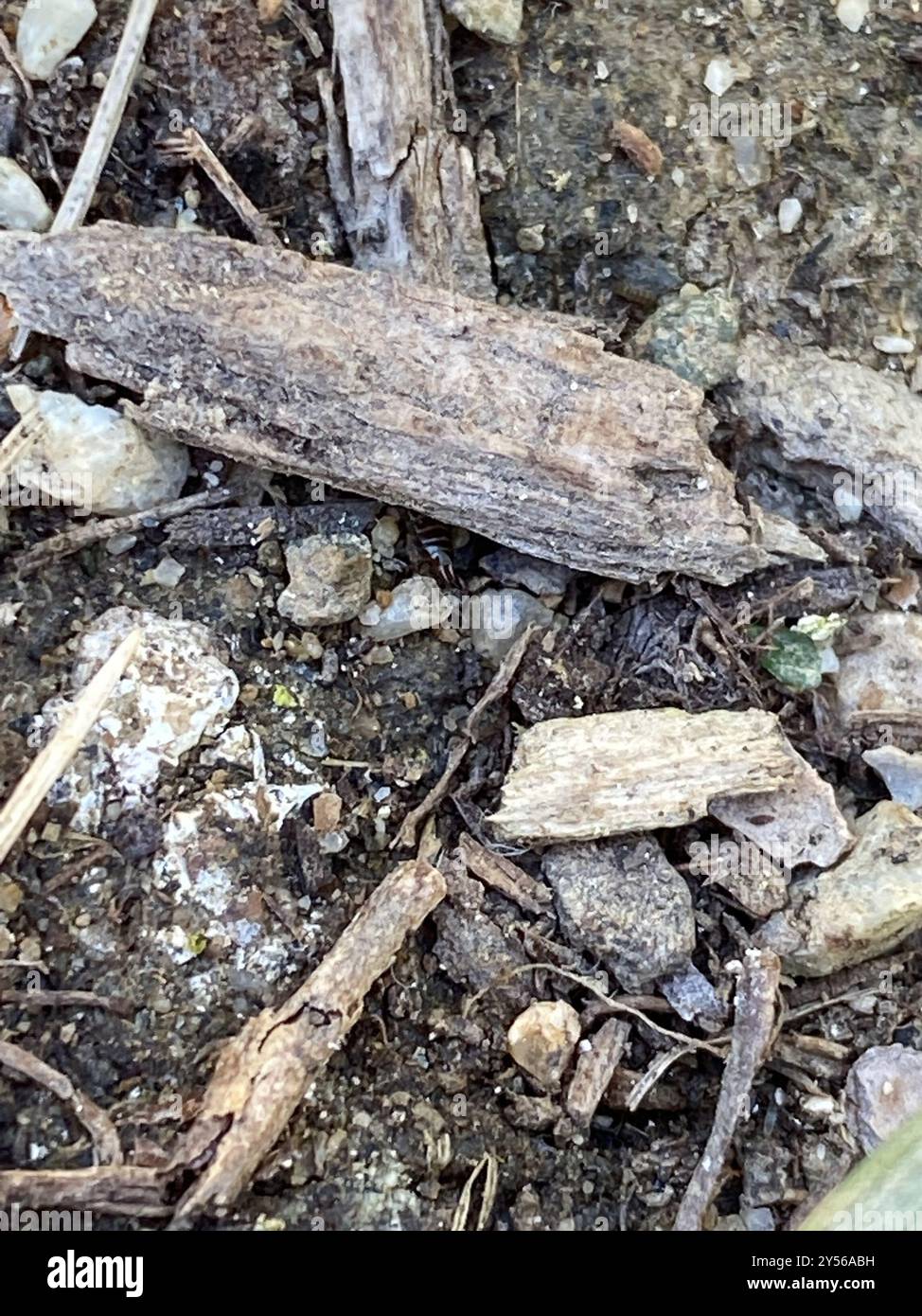 Western Subterranean Termite (Reticulitermes hesperus) Insecta Stock ...