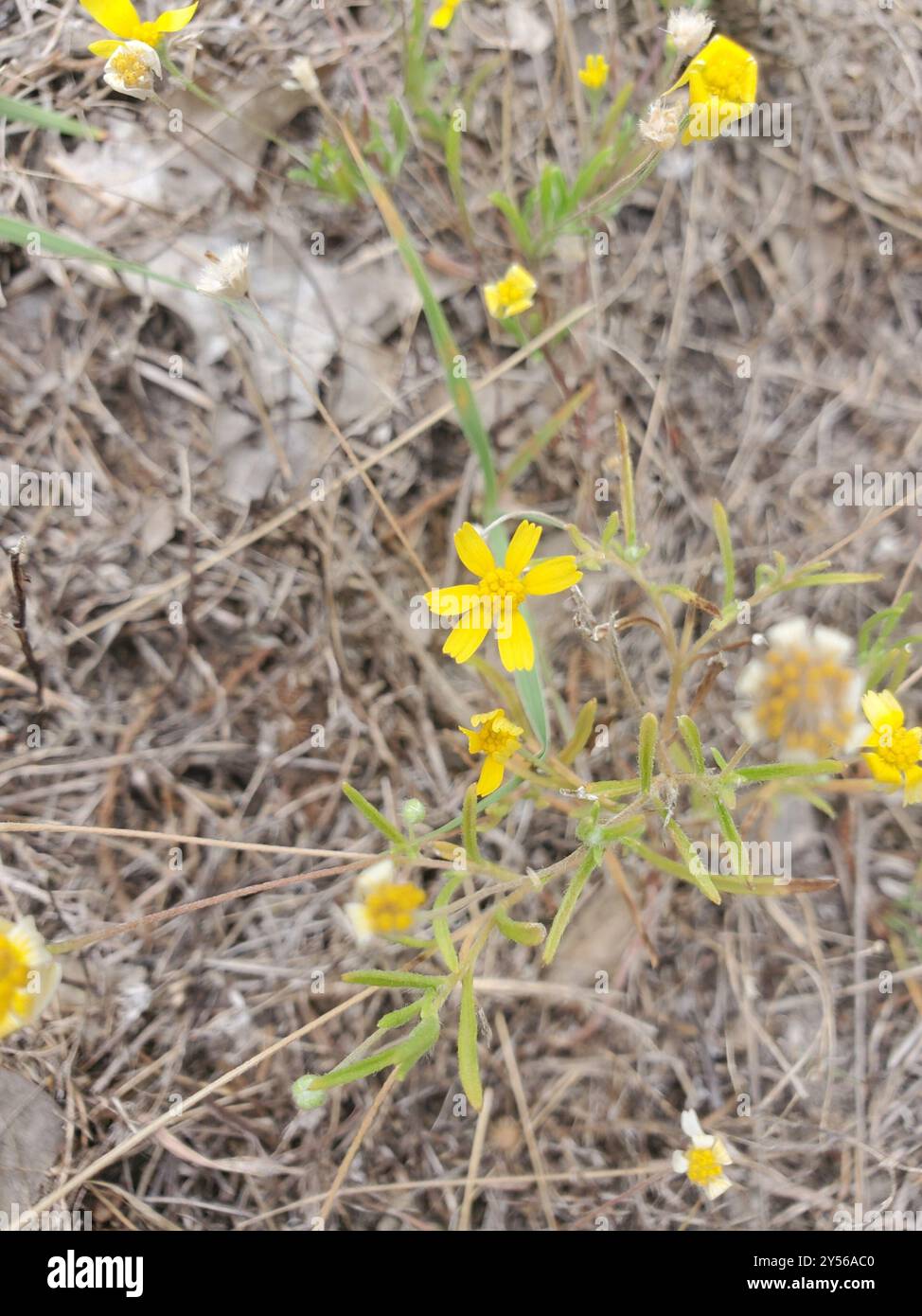 Stemmy Four-nerved Daisy (Tetraneuris scaposa) Plantae Stock Photo - Alamy