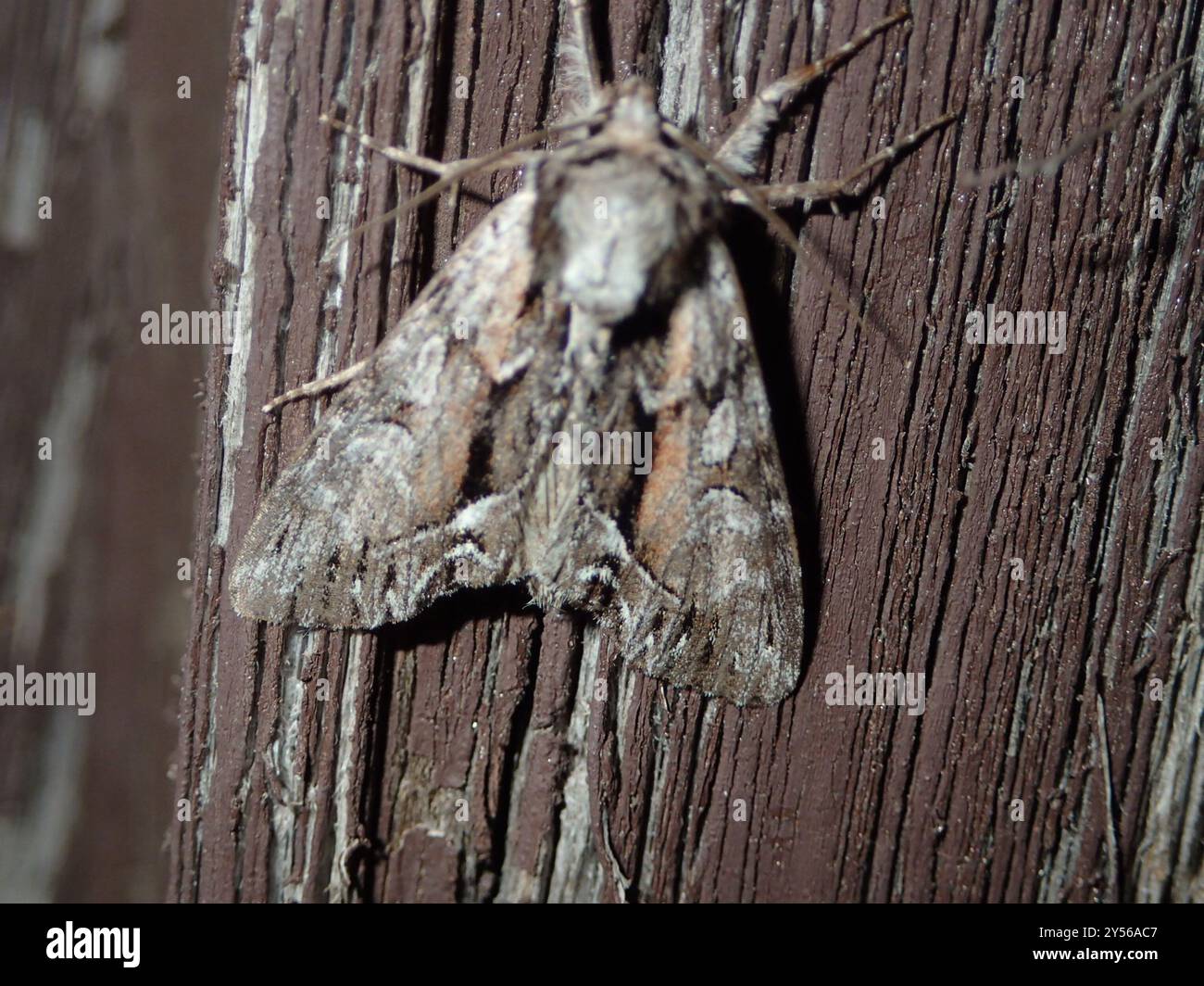 Common Hyppa Moth (Hyppa xylinoides) Insecta Stock Photo - Alamy