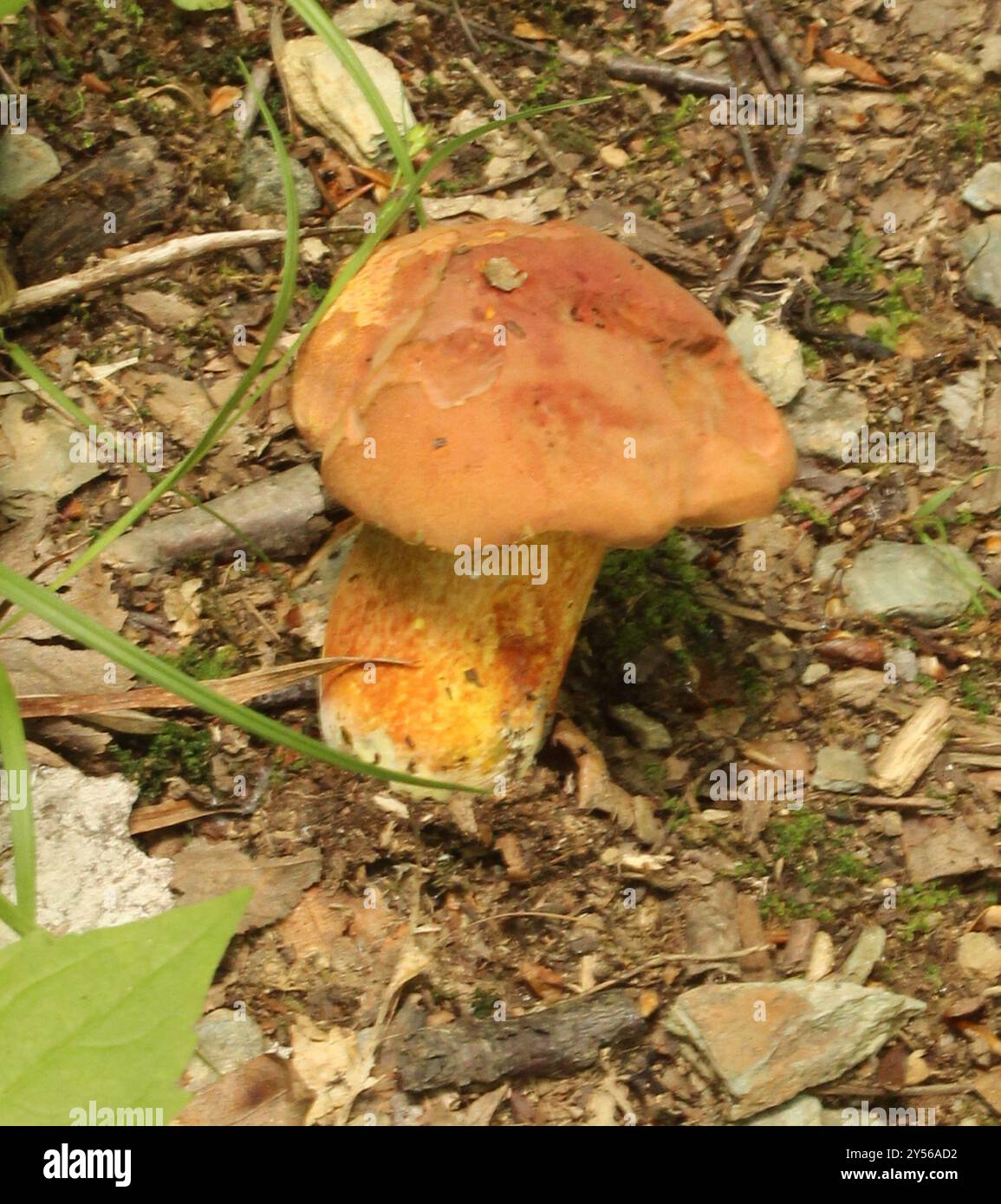 Curry Bolete (Boletus sensibilis) Fungi Stock Photo - Alamy