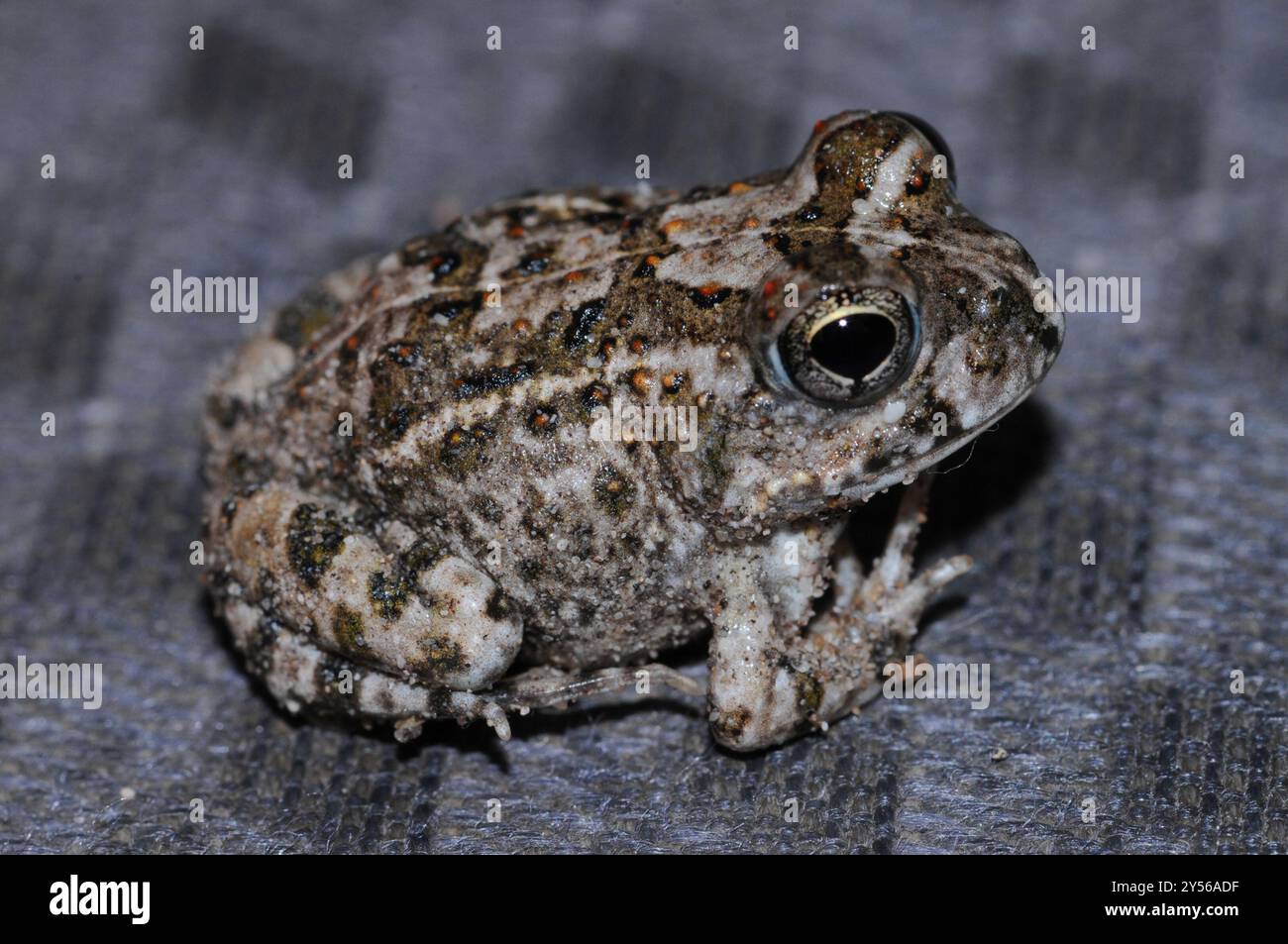 Cape sand frog (Tomopterna delalandii) Amphibia Stock Photo - Alamy