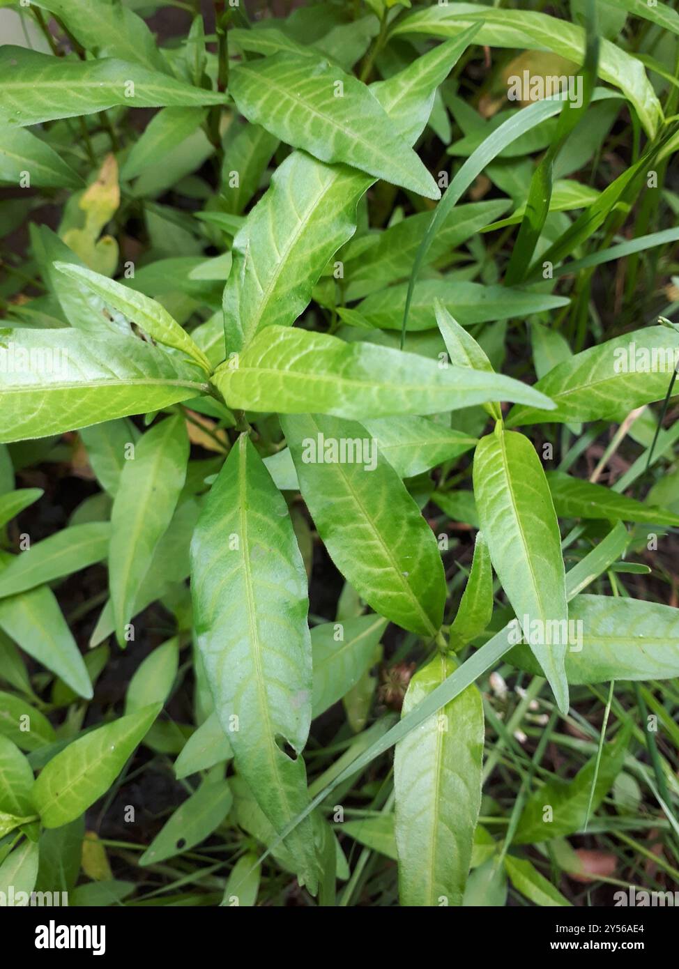 waterpepper (Persicaria hydropiper) Plantae Stock Photo - Alamy