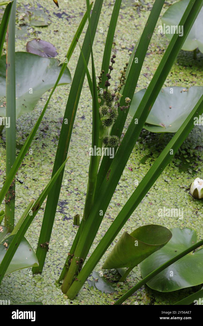 Branched Bur-reed (Sparganium erectum) Plantae Stock Photo - Alamy