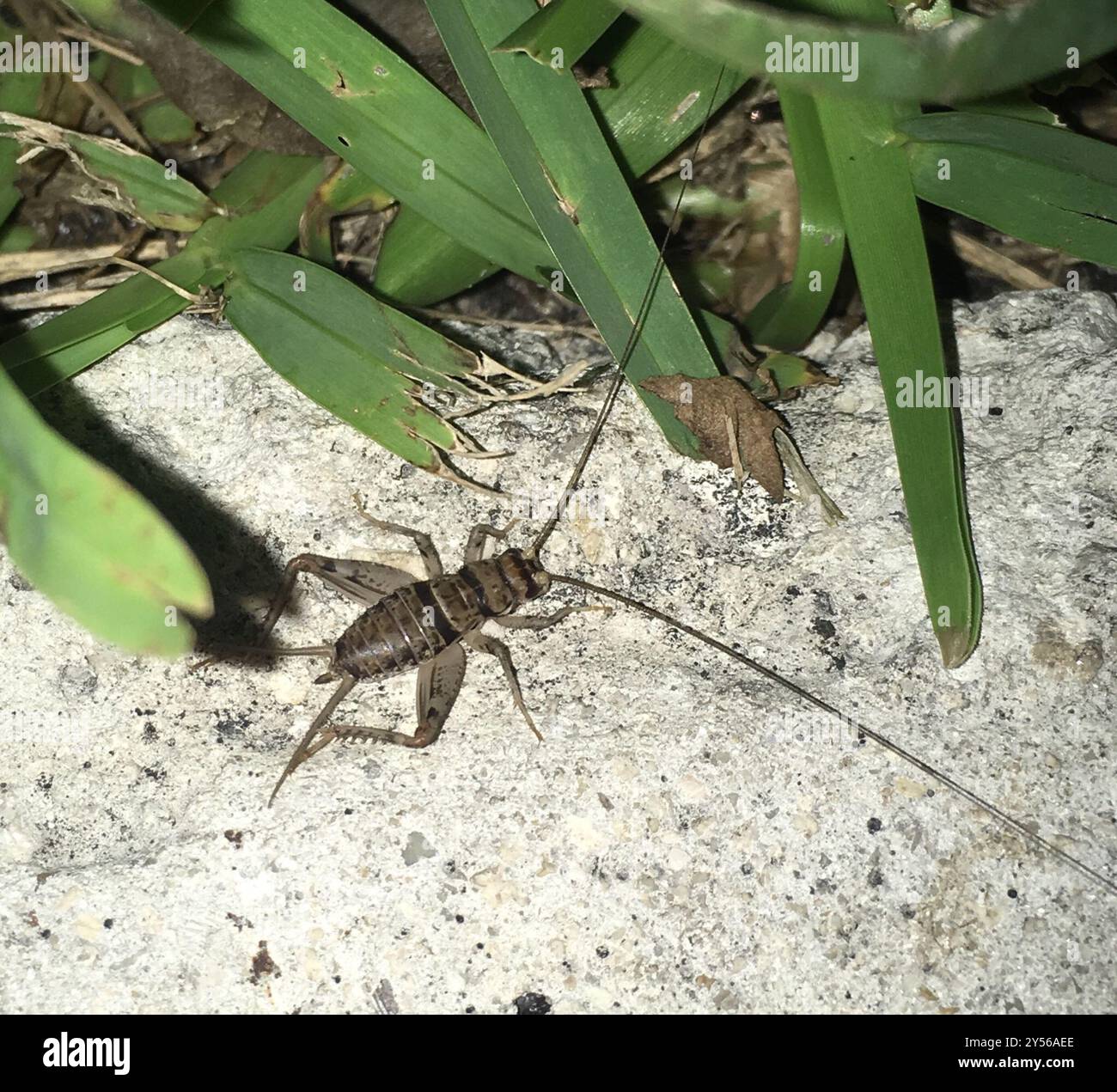 Tropical House Cricket (Gryllodes sigillatus) Insecta Stock Photo - Alamy