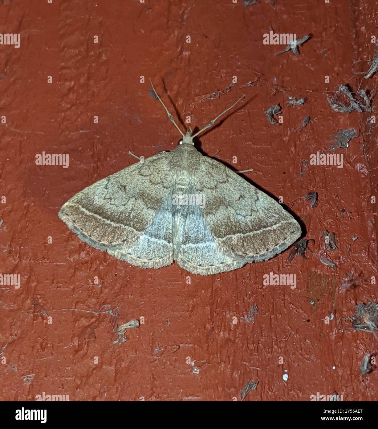 Wavy-lined Fan-foot (Zanclognatha jacchusalis) Insecta Stock Photo - Alamy