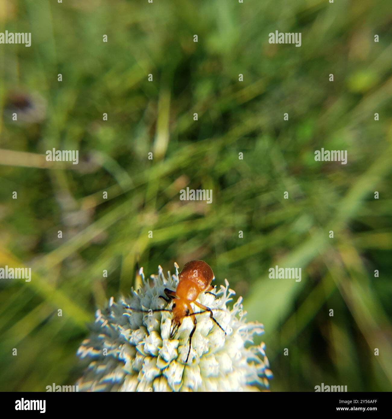 Orange Blister Beetle (Zonitis vittigera) Insecta Stock Photo - Alamy