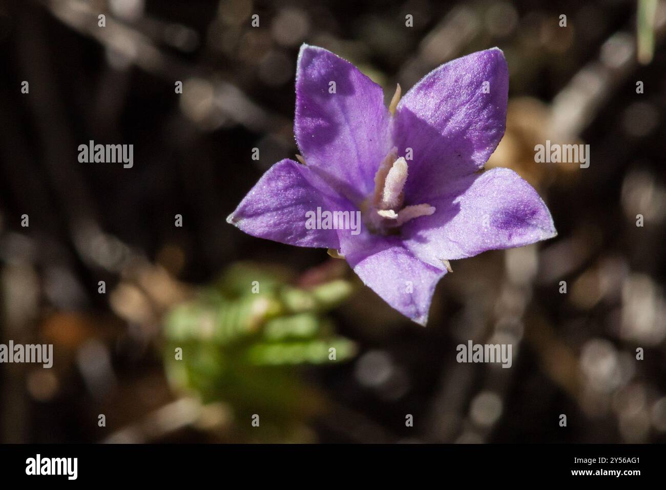 Parry's northern harebell (Campanula parryi) Plantae Stock Photo - Alamy