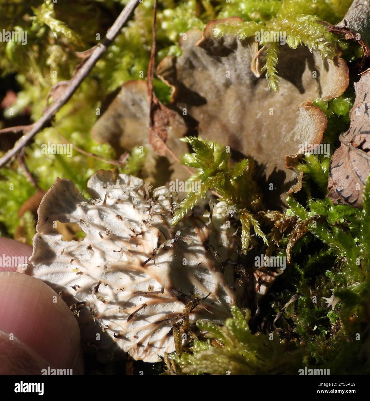 scaly pelt lichen (Peltigera praetextata) Fungi Stock Photo - Alamy